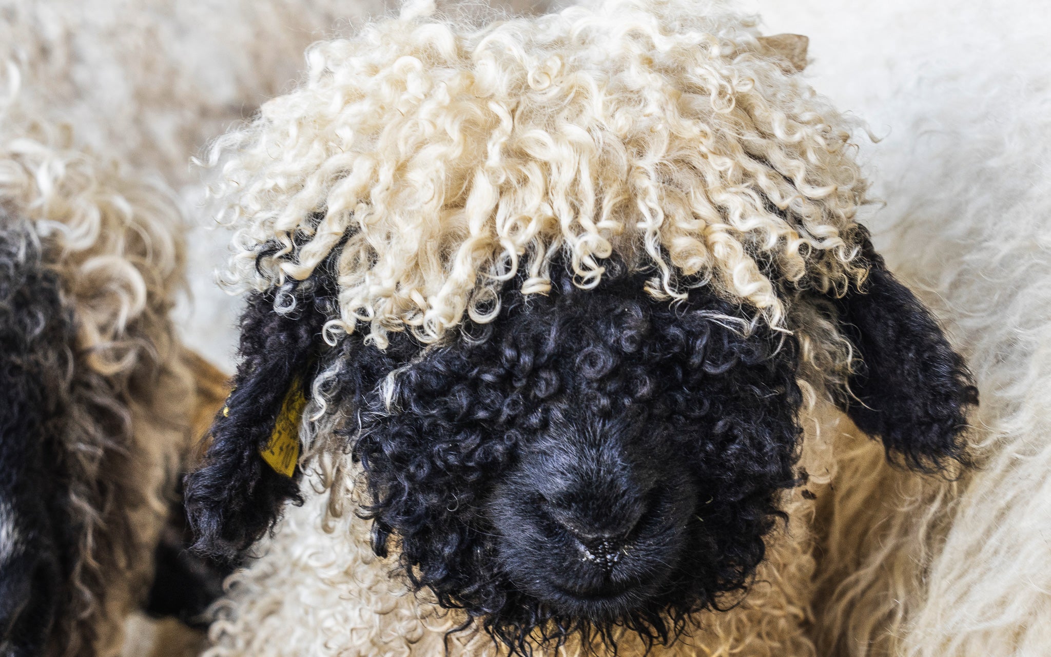 Why wool filling – HELEN WELLS